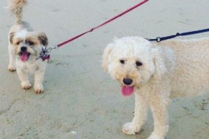 Things to do with your dog in Virginia Beach