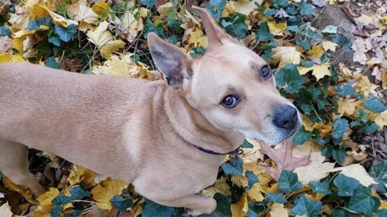 Dog survives lepto diagnosis; vaccine now considered essential