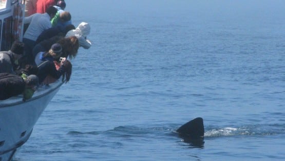 Conservation data: Virginia Tech builds database using AI to scan ...