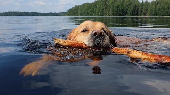 Contamination in lakes and stagnant water can be fatal to pet