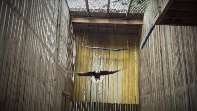 Wildlife Center of Virginia to return bald eagle to the wild