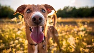 Complete beginner’s guide to dog parasite protection in Australia
