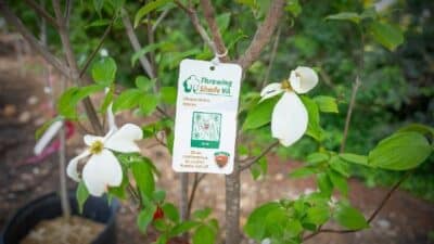 Department of Forestry sells 10K trees, shrubs through Throwing Shade ...