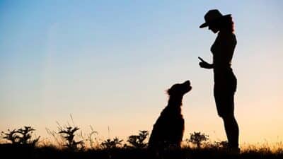 Why dog collar fit determines effectiveness more than design